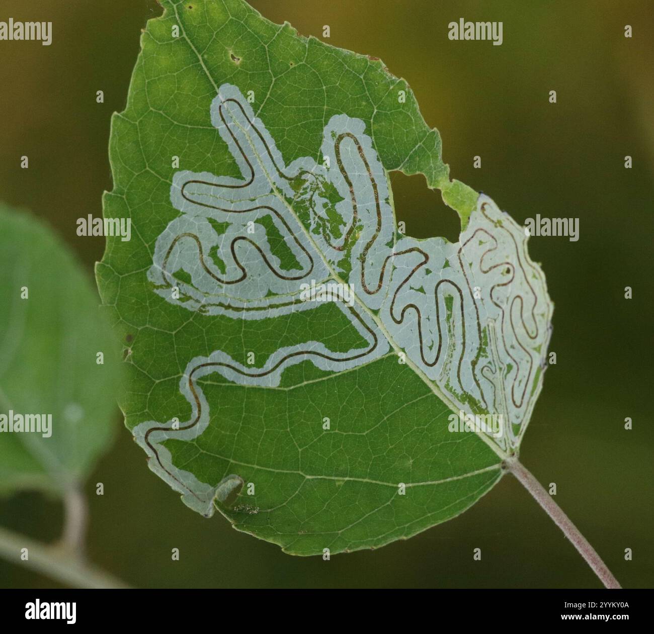 Aspen Serpentine Leafminer Moth (Phyllocnistis populiella Stock Photo ...
