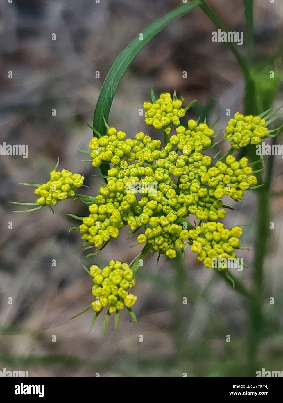 Alpine False Springparsley (Cymopterus lemmonii Stock Photo - Alamy