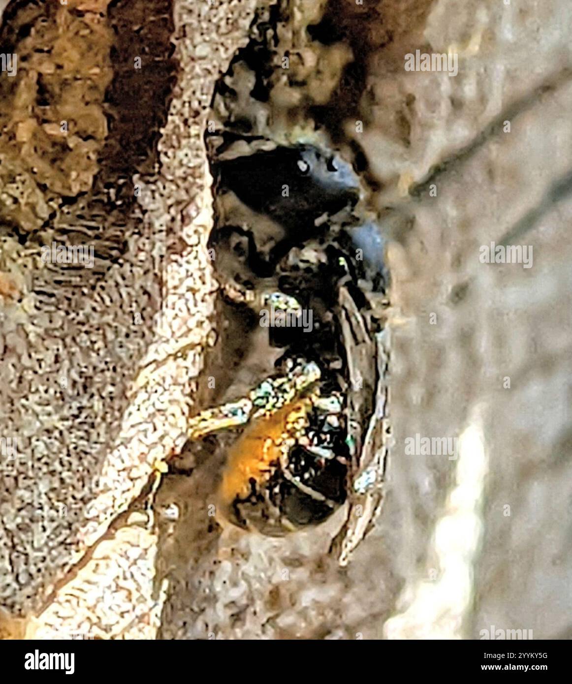 Large-headed Armoured-Resin bee (Heriades truncorum Stock Photo - Alamy