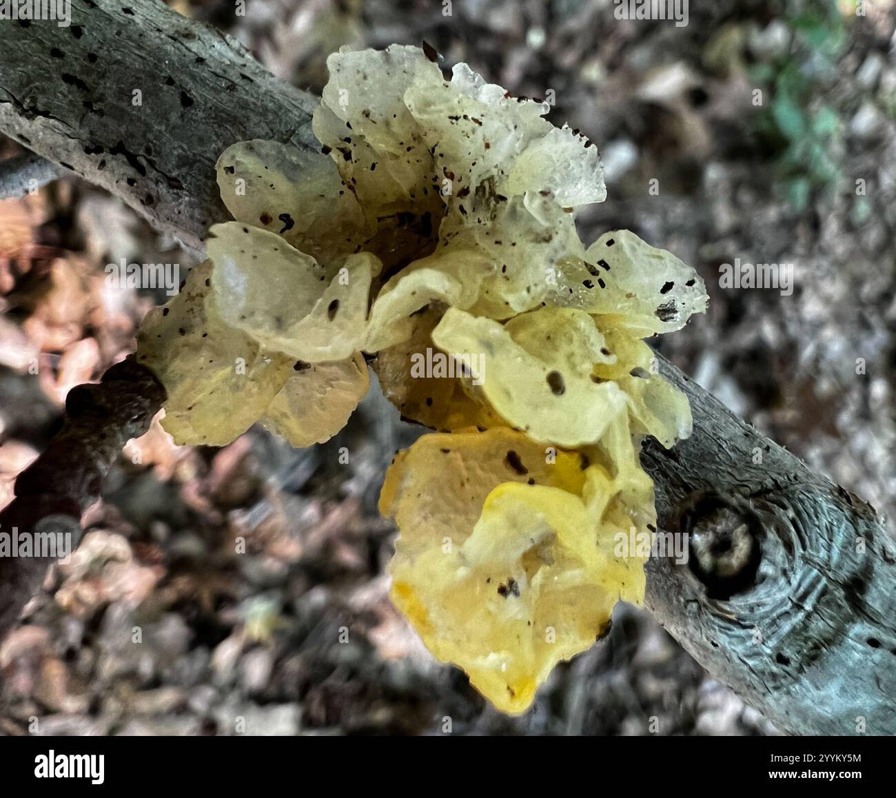 snow fungus (Tremella fuciformis Stock Photo - Alamy