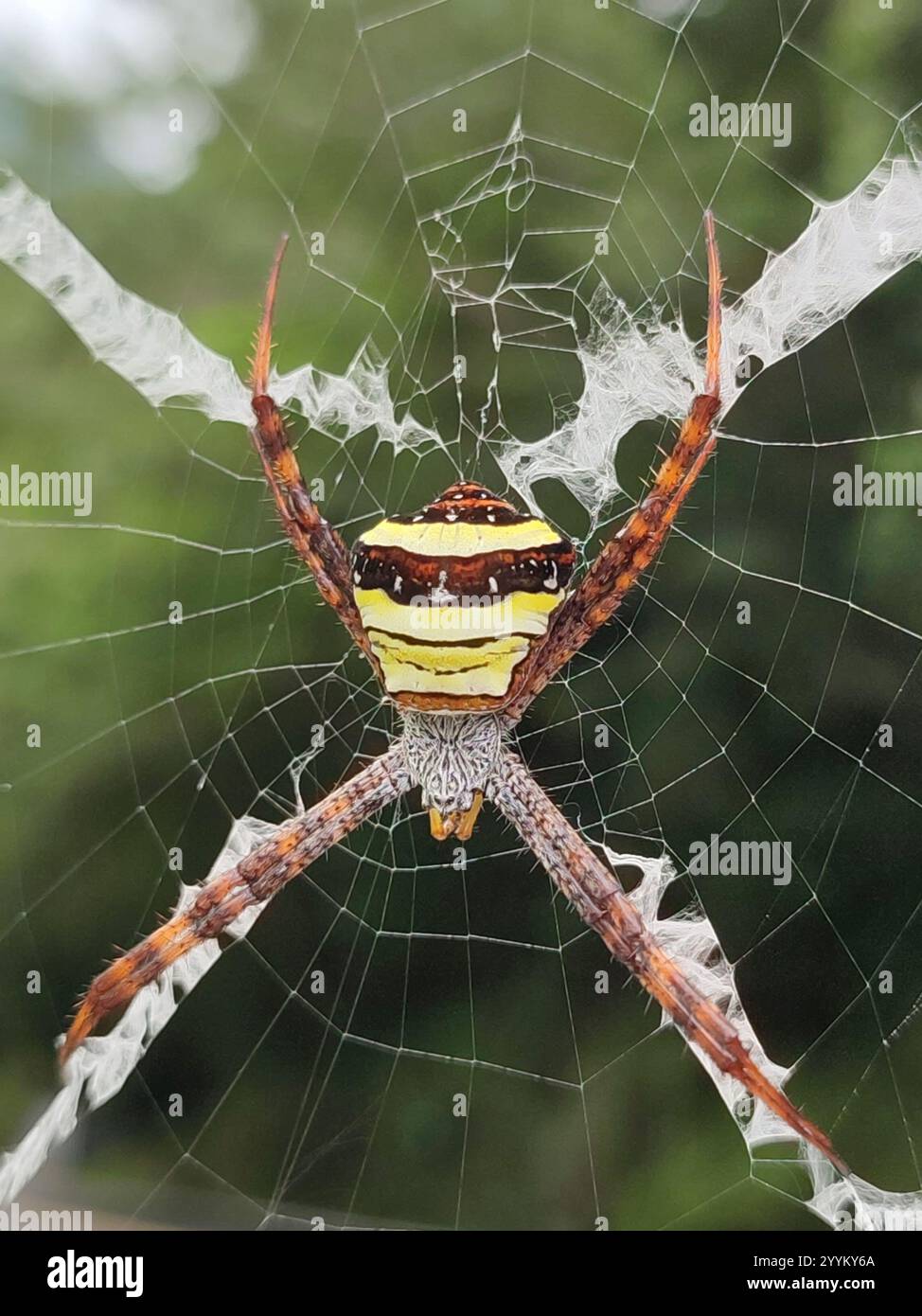 Argiope aetheroides hi-res stock photography and images - Alamy