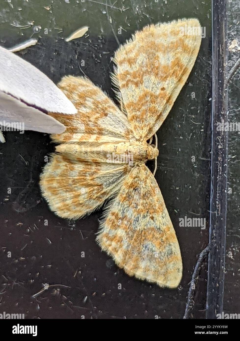 Hydrelia hi-res stock photography and images - Alamy
