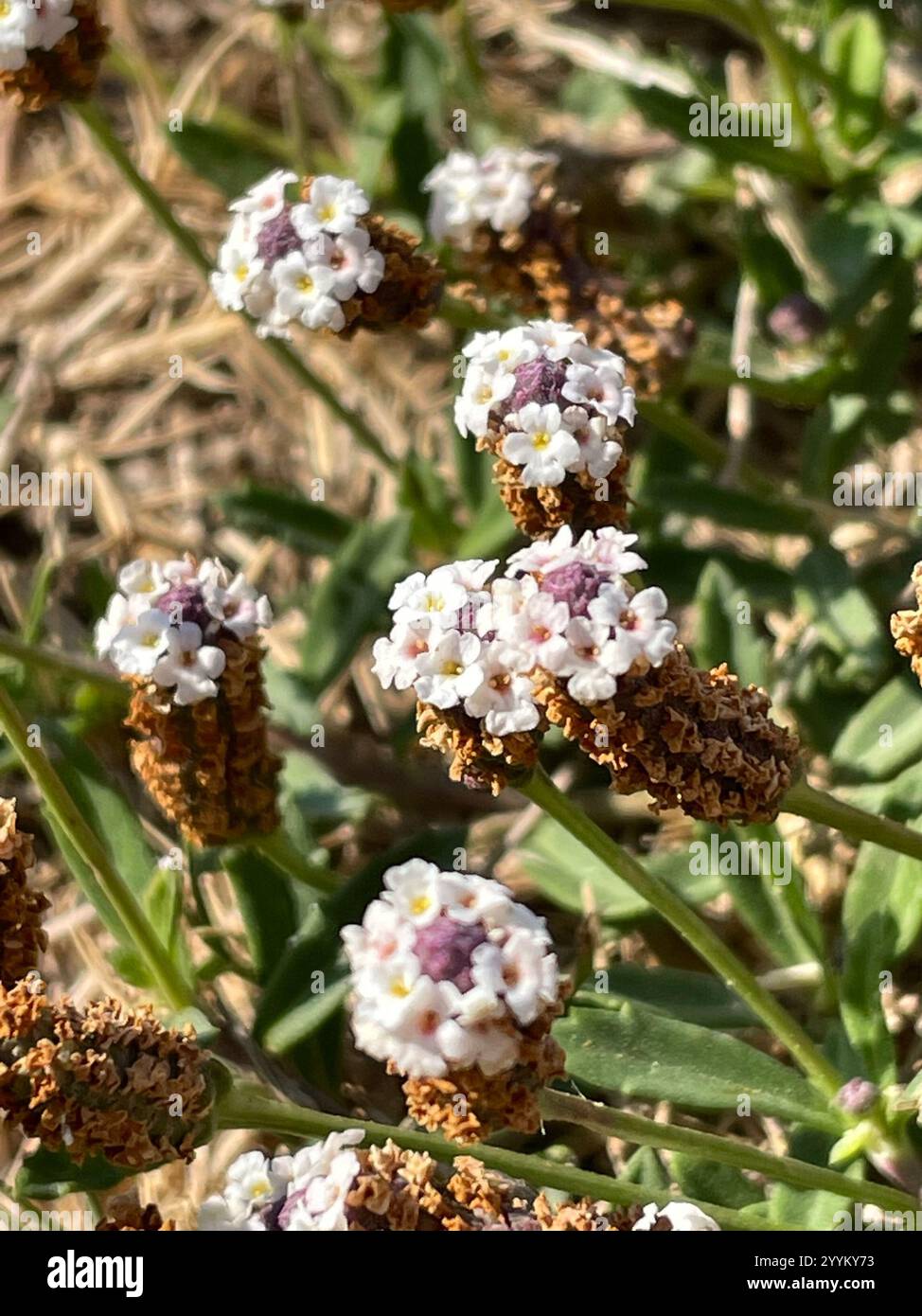 turkey tangle frogfruit (Phyla nodiflora Stock Photo - Alamy