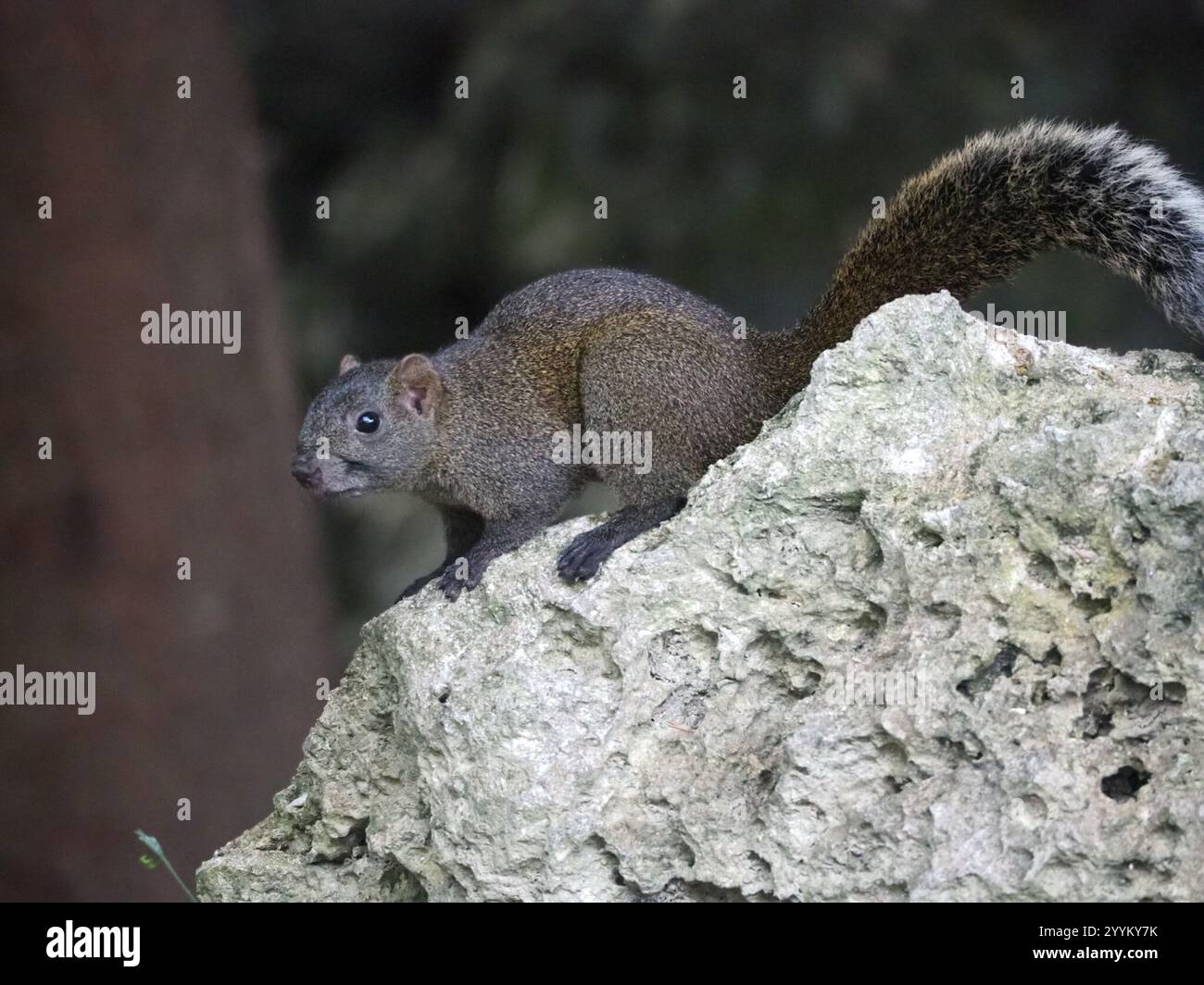 Taiwan Squirrel (Callosciurus erythraeus thaiwanensis Stock Photo - Alamy