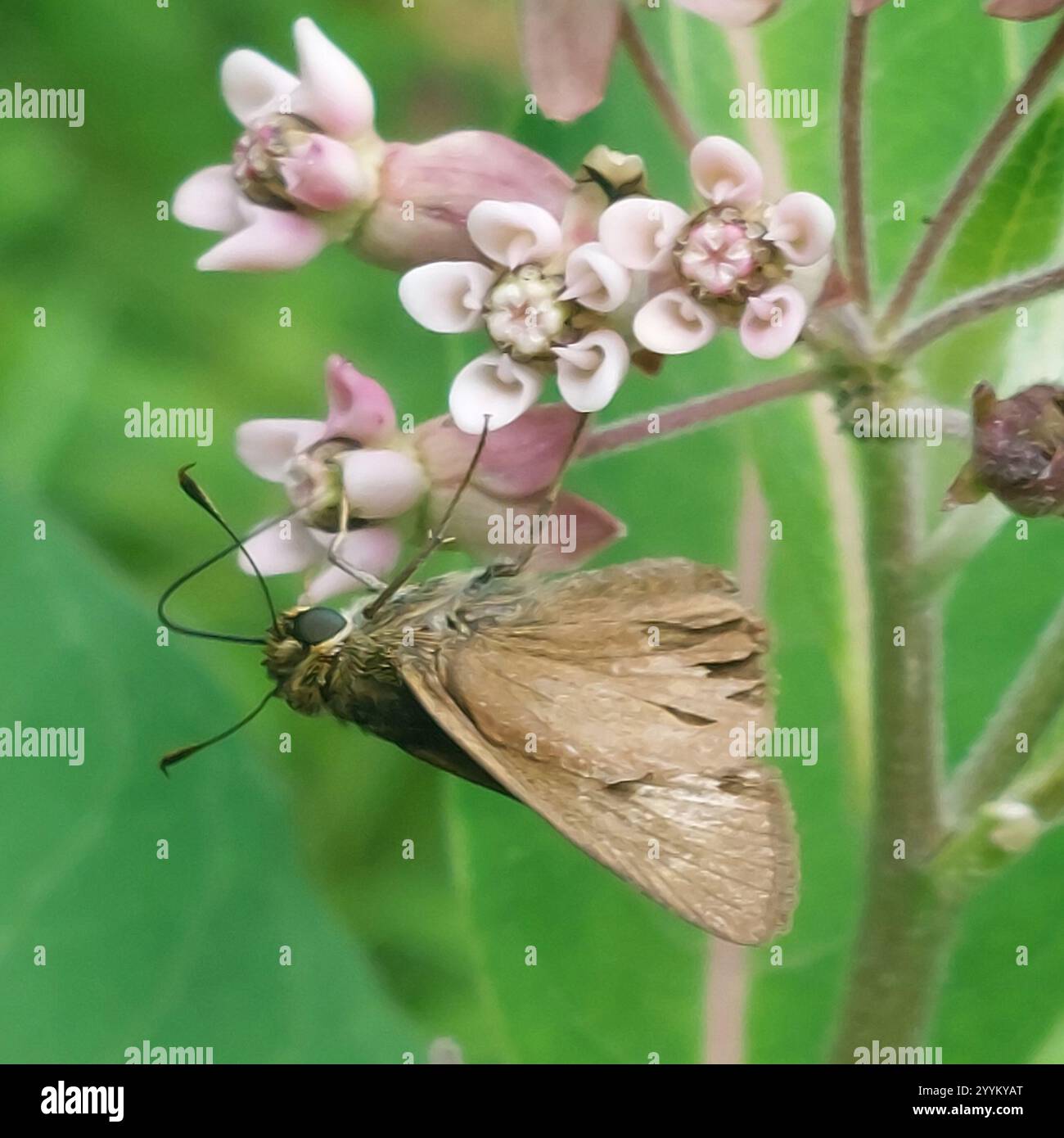 Dun Skipper (Euphyes vestris Stock Photo - Alamy