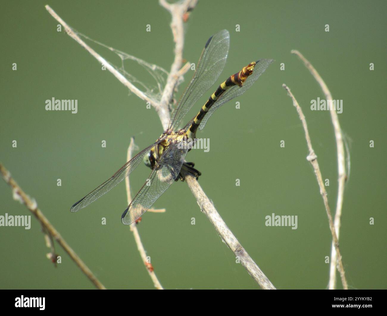 Four-striped Leaftail (Phyllogomphoides stigmatus Stock Photo - Alamy