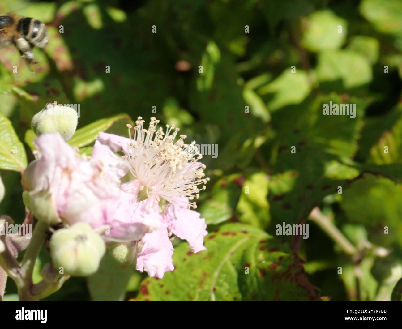 Green-eyed Flower Bee (Anthophora bimaculata Stock Photo - Alamy