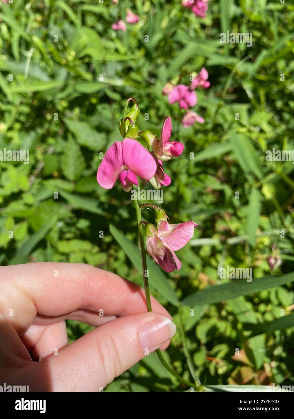 Narrow-leaved Everlasting-pea (Lathyrus sylvestris Stock Photo - Alamy