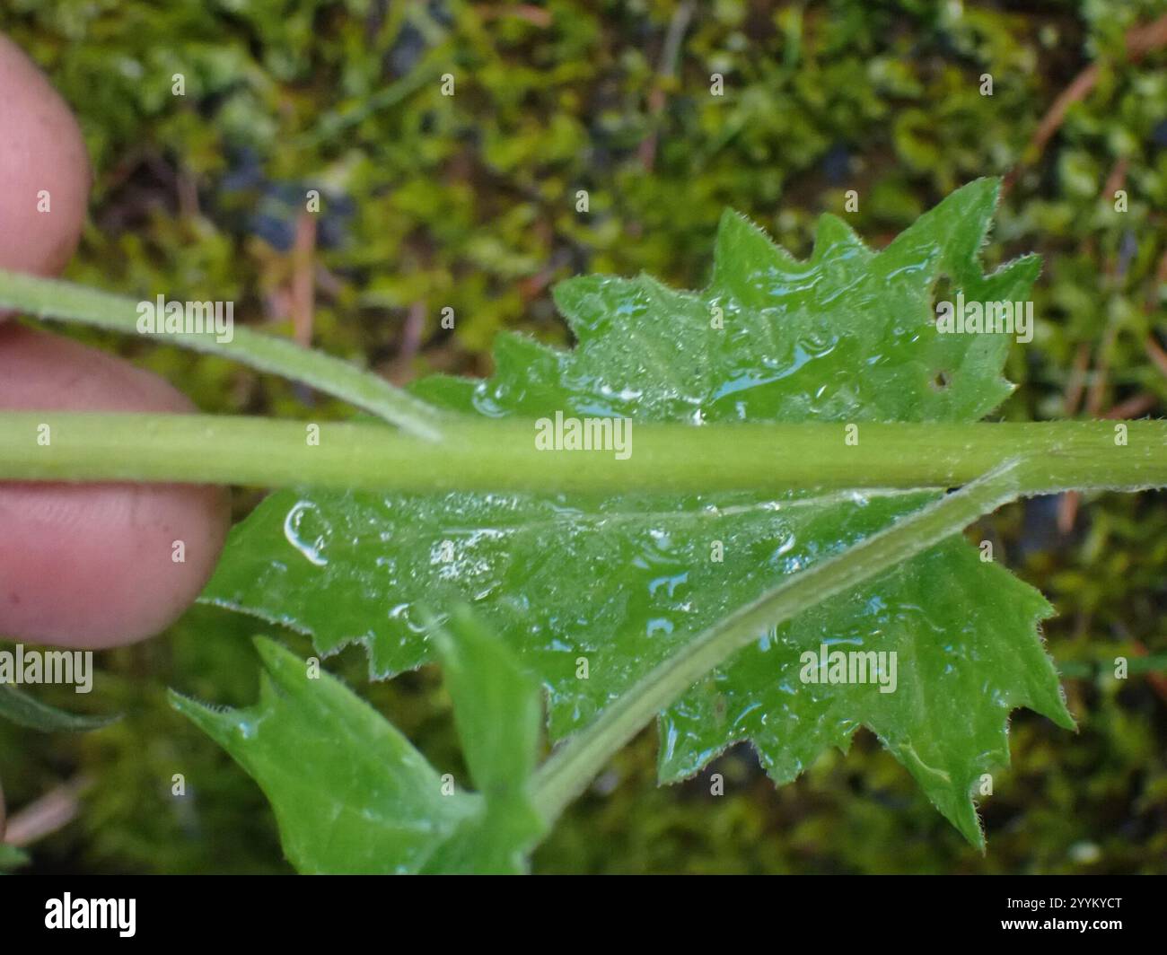 Arrowleaf Senecio (Senecio triangularis Stock Photo - Alamy