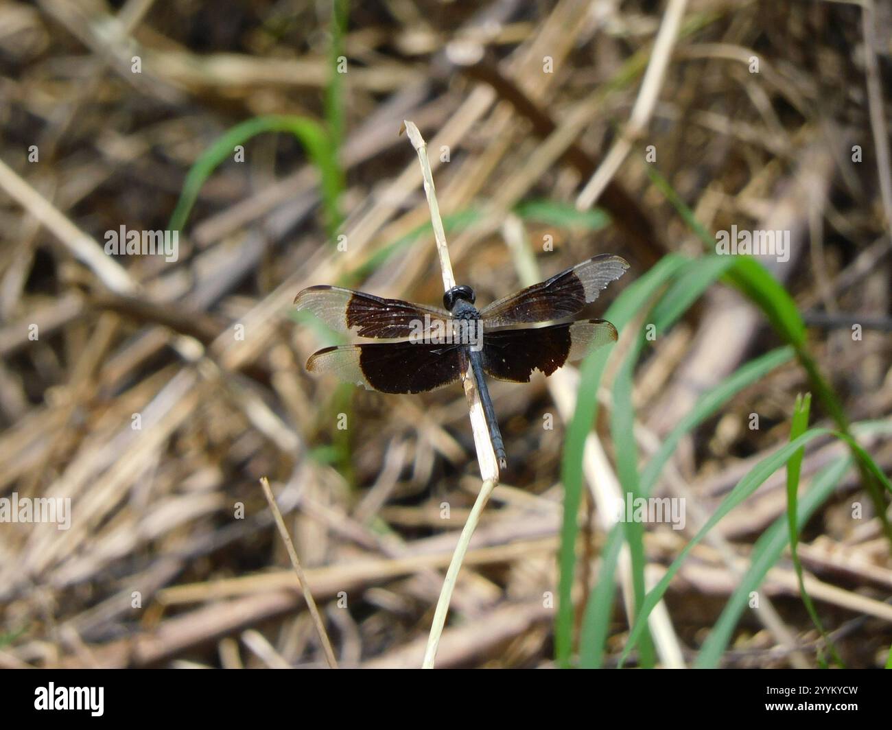 Black-winged Dragonlet (Erythrodiplax funerea Stock Photo - Alamy