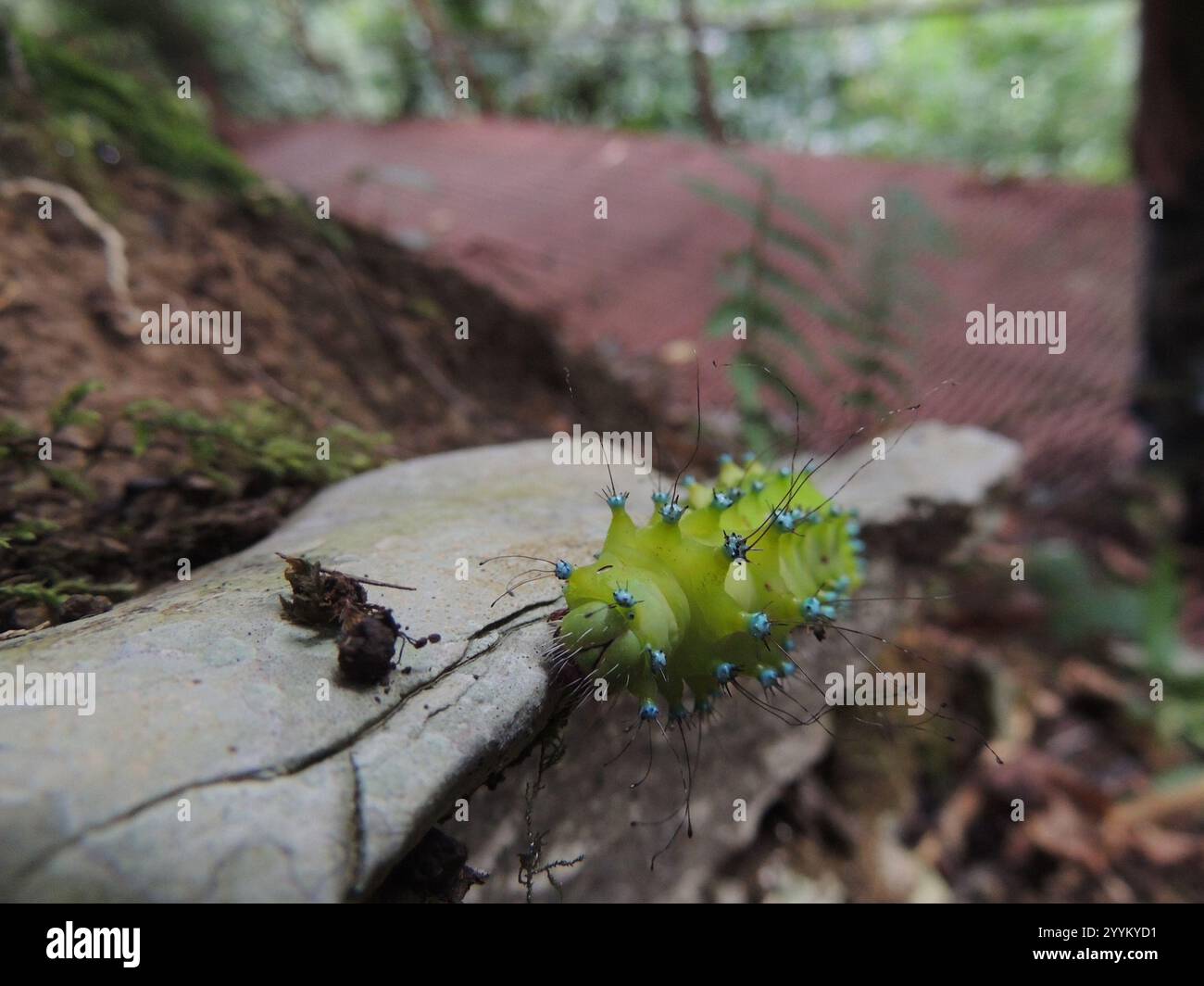 Giant Peacock Moth (Saturnia pyri Stock Photo - Alamy