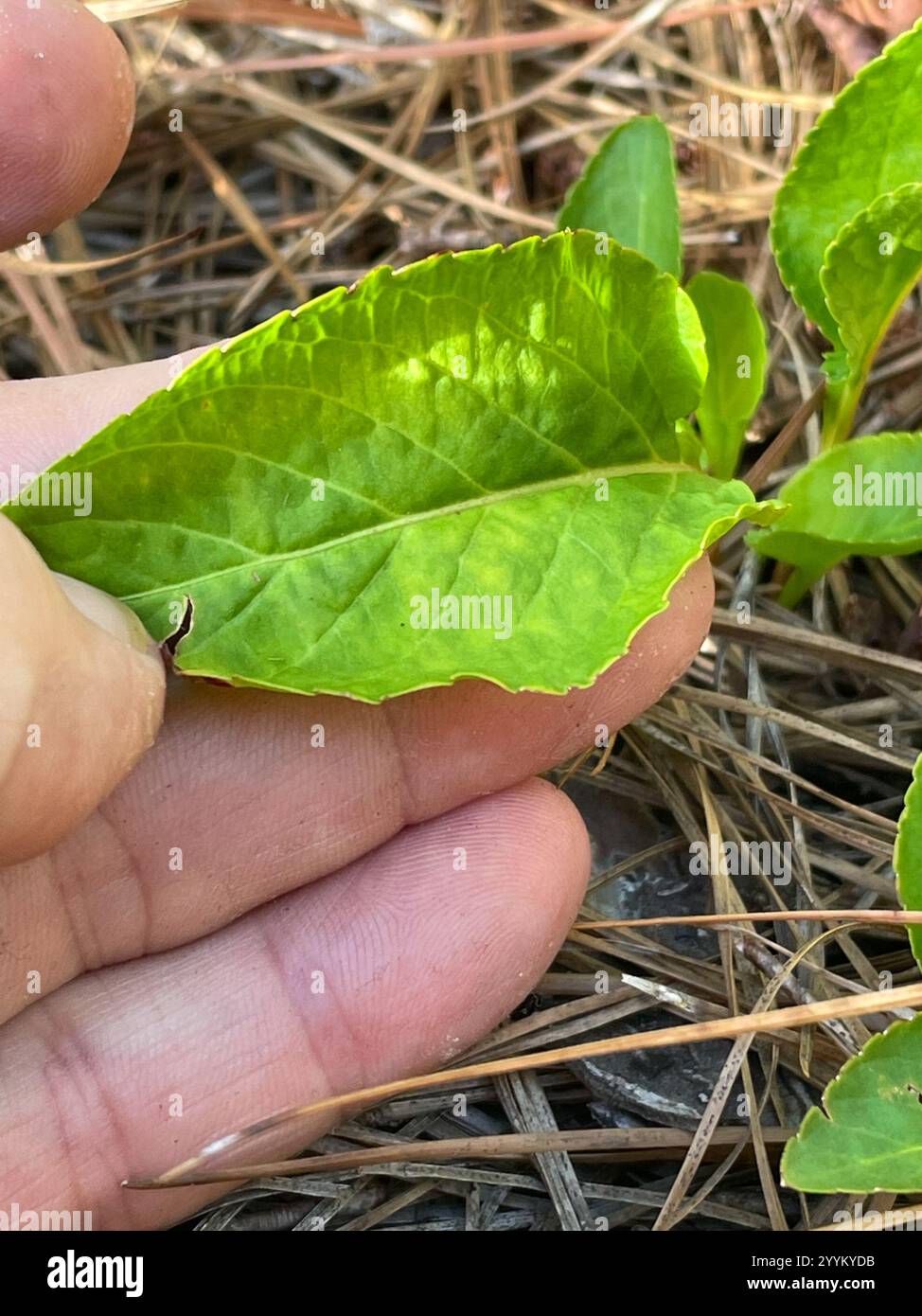 Primulifolia hi-res stock photography and images - Alamy