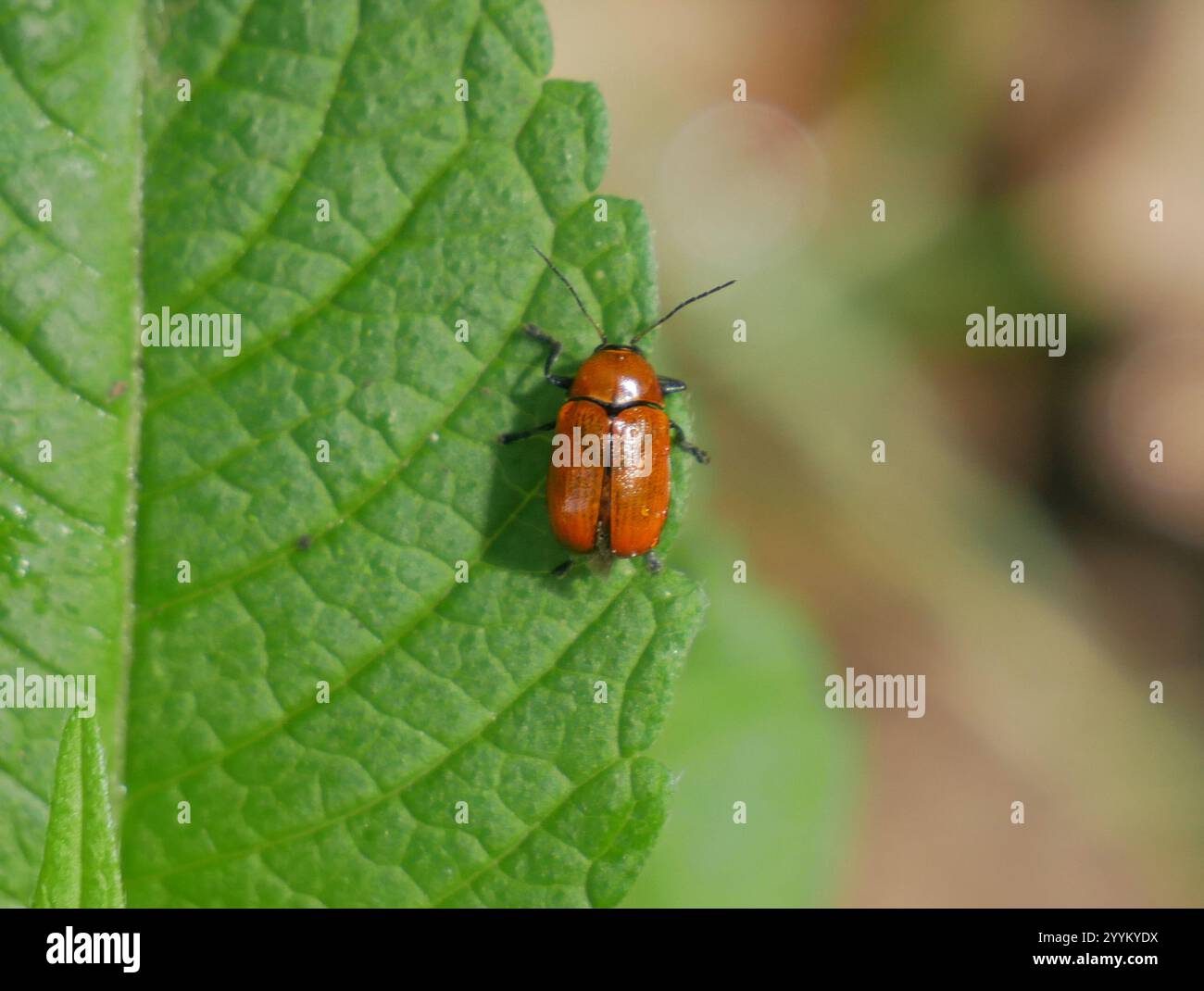 Hazel pot beetle hi-res stock photography and images - Alamy