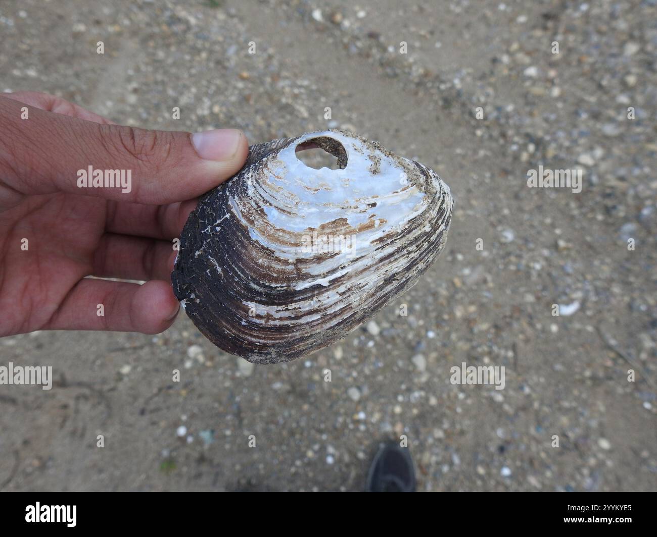 Pink Heelsplitter (Potamilus alatus Stock Photo - Alamy