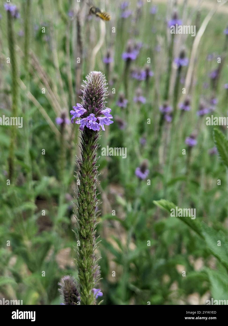 Macdougalii hi-res stock photography and images - Alamy