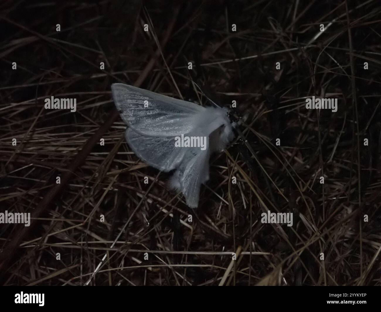 White Satin Moth (Leucoma salicis Stock Photo - Alamy