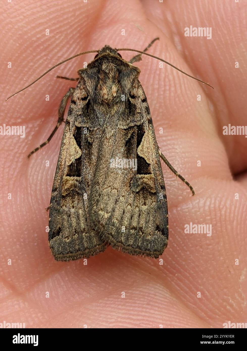 Setaceous Hebrew Character (Xestia c-nigrum Stock Photo - Alamy