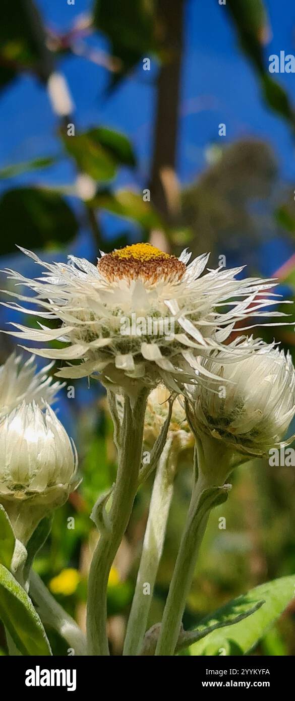 white paper daisy (Coronidium elatum Stock Photo - Alamy