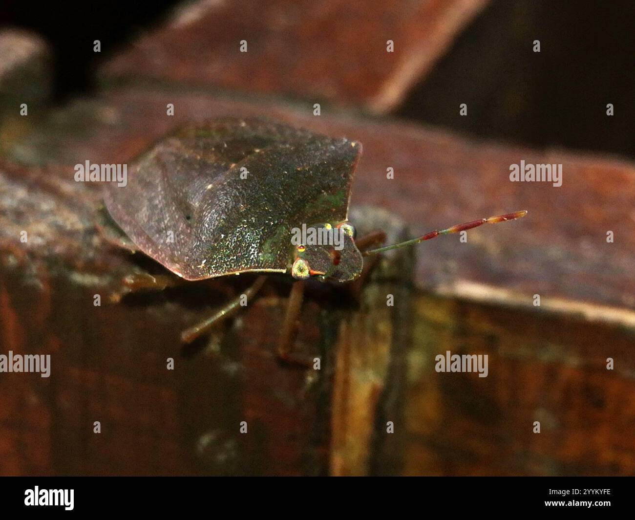 Southern Green Stink Bug (Nezara viridula Stock Photo - Alamy