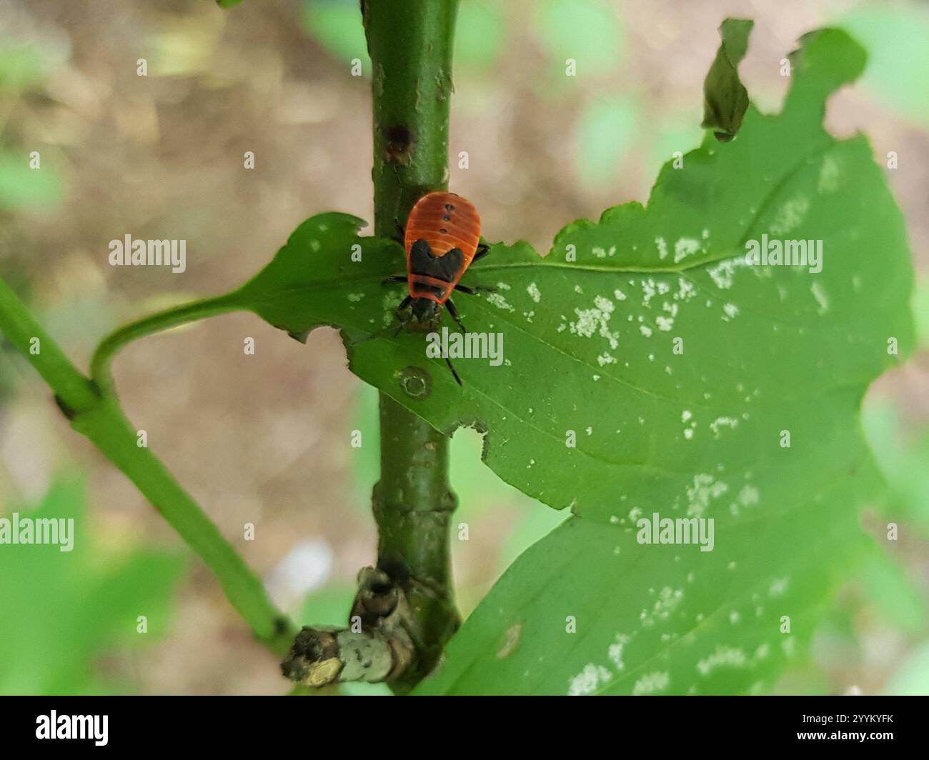 European Firebug (Pyrrhocoris apterus Stock Photo - Alamy