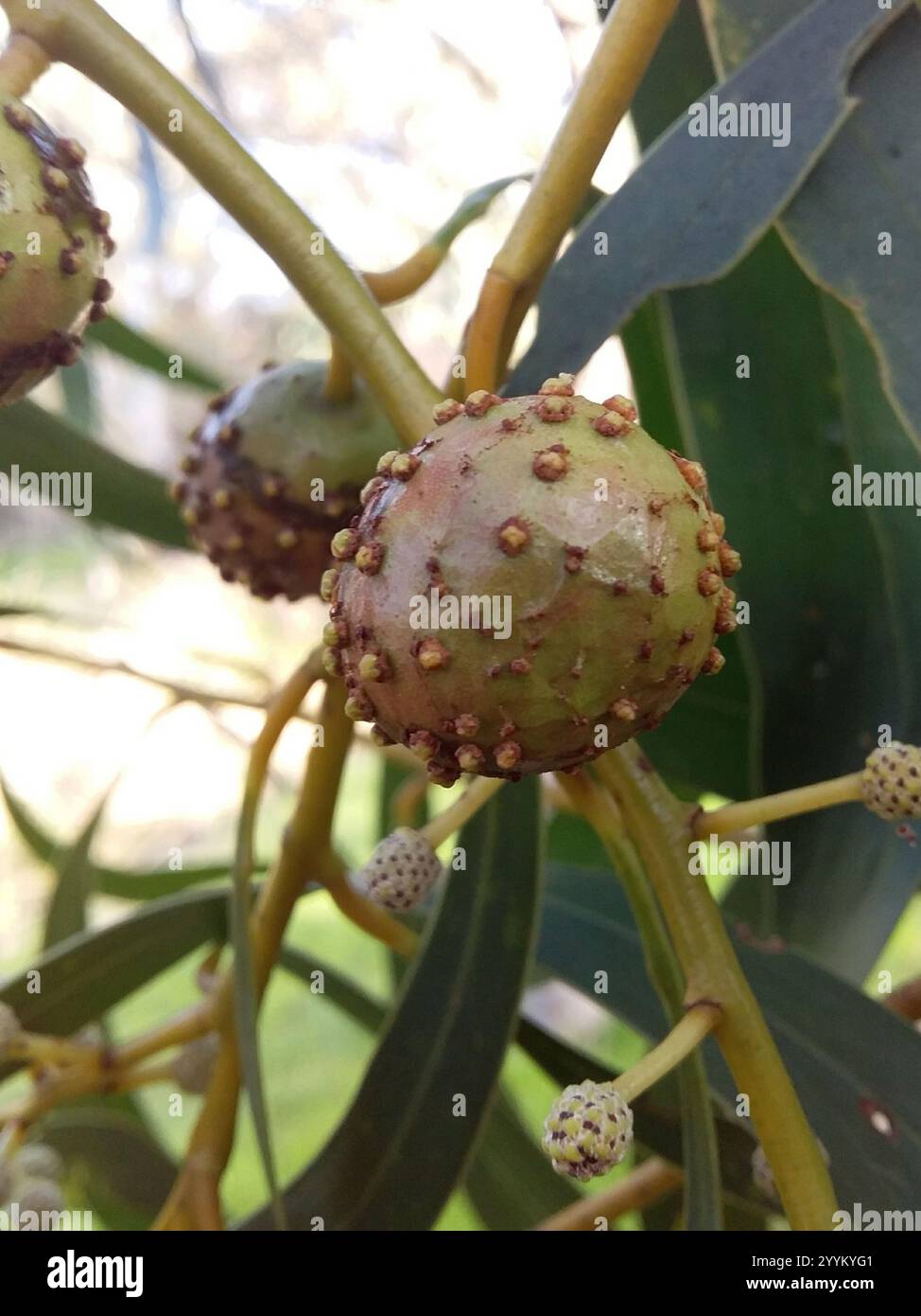 Golden Wattle Gall Wasp (Trichilogaster signiventris Stock Photo - Alamy