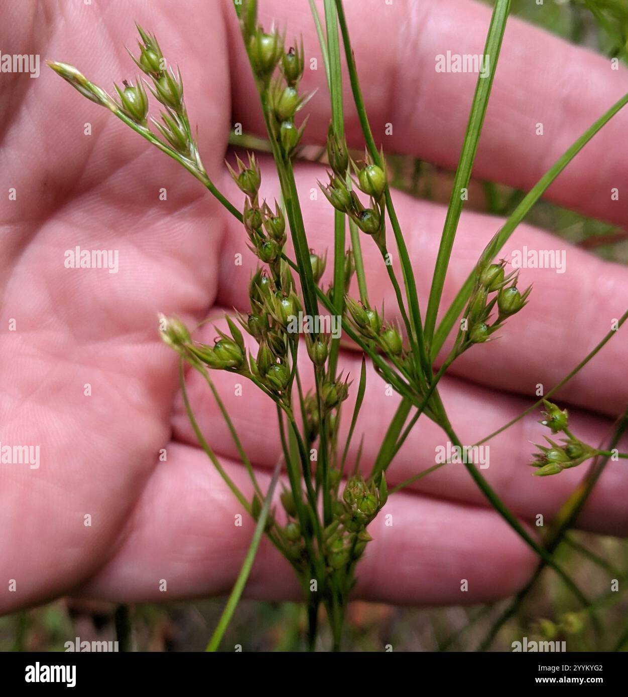 Slender Path Rush (Juncus tenuis Stock Photo - Alamy