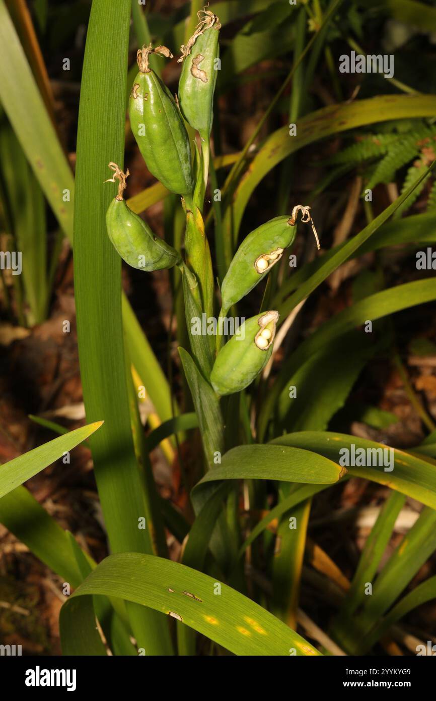 Stinking iris (Iris foetidissima Stock Photo - Alamy