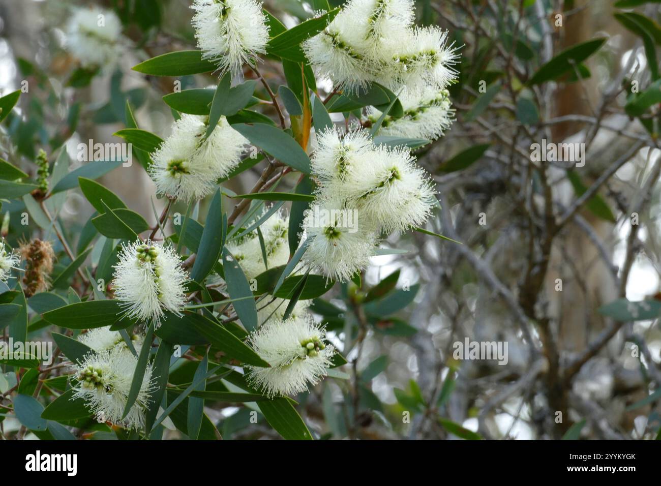 Broad-leaved paperbark (Melaleuca quinquenervia Stock Photo - Alamy