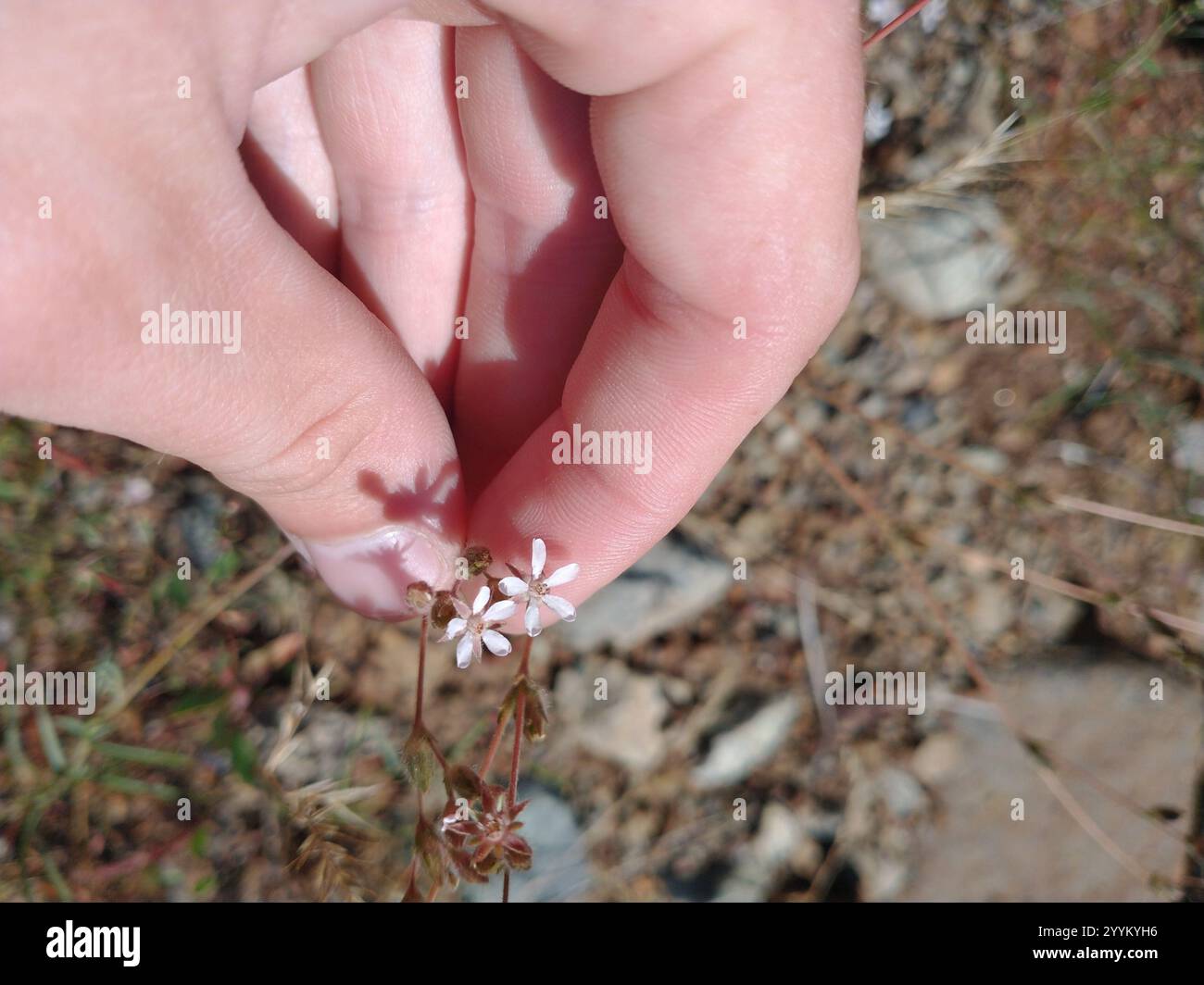howell's horkelia (Horkelia howellii Stock Photo - Alamy