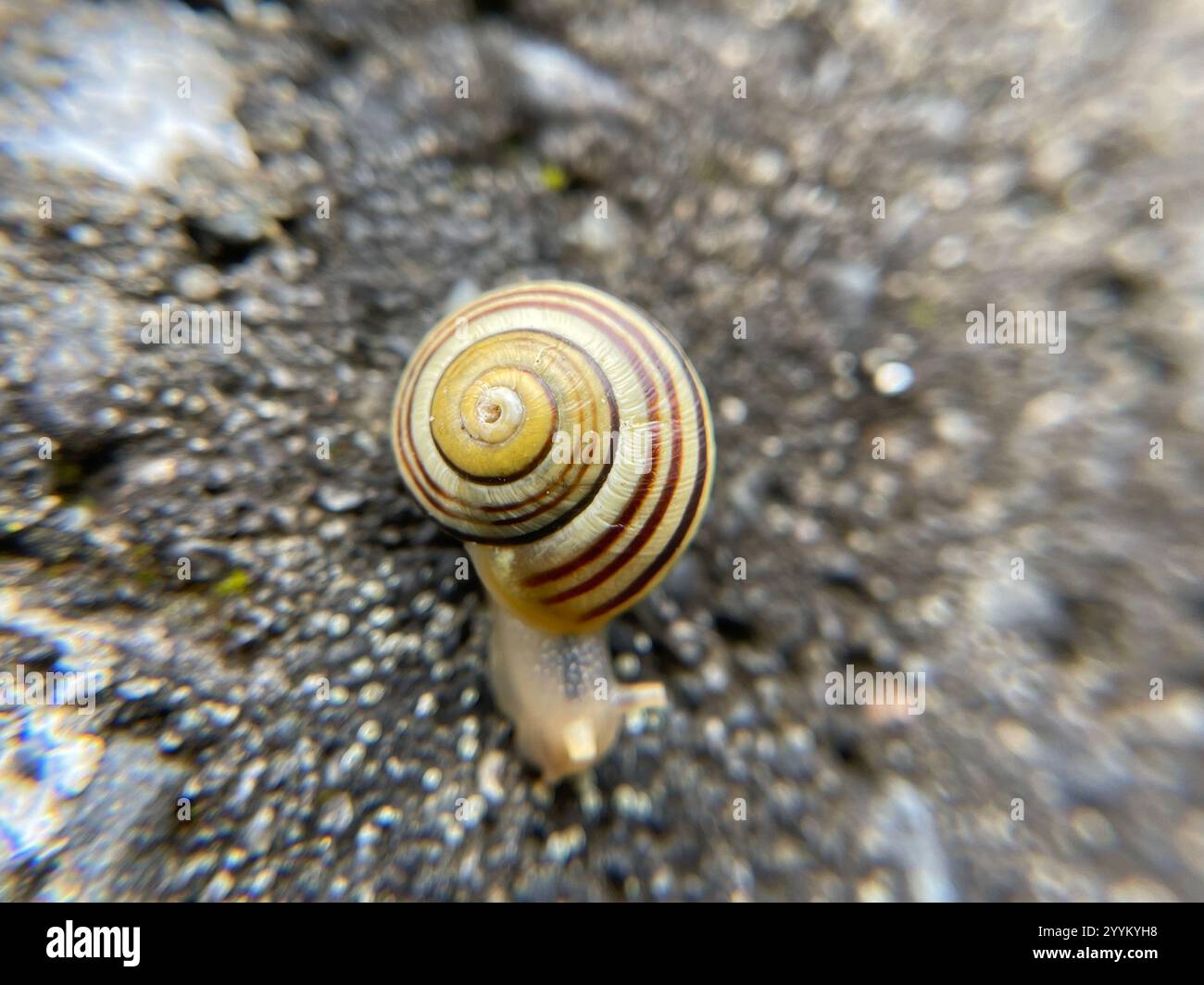 Common Land Snails and Slugs (Stylommatophora Stock Photo - Alamy
