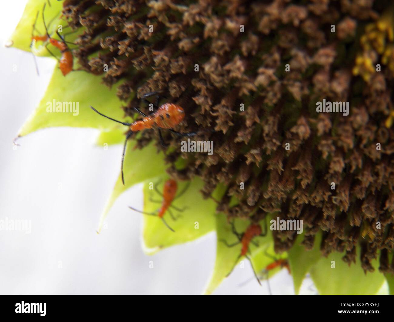 Eastern Leaf-footed Bug (Leptoglossus phyllopus Stock Photo - Alamy