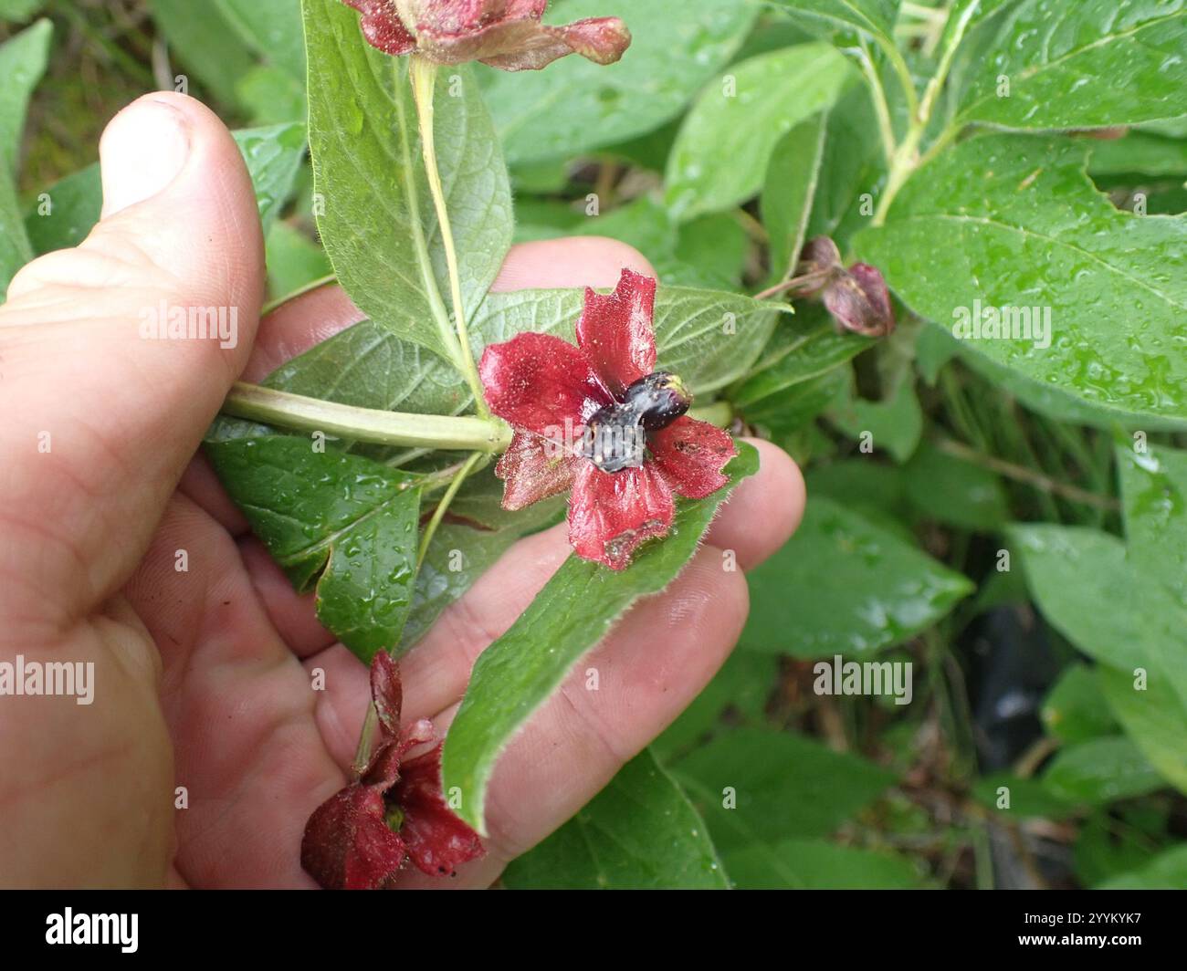 twinberry honeysuckle (Lonicera involucrata Stock Photo - Alamy