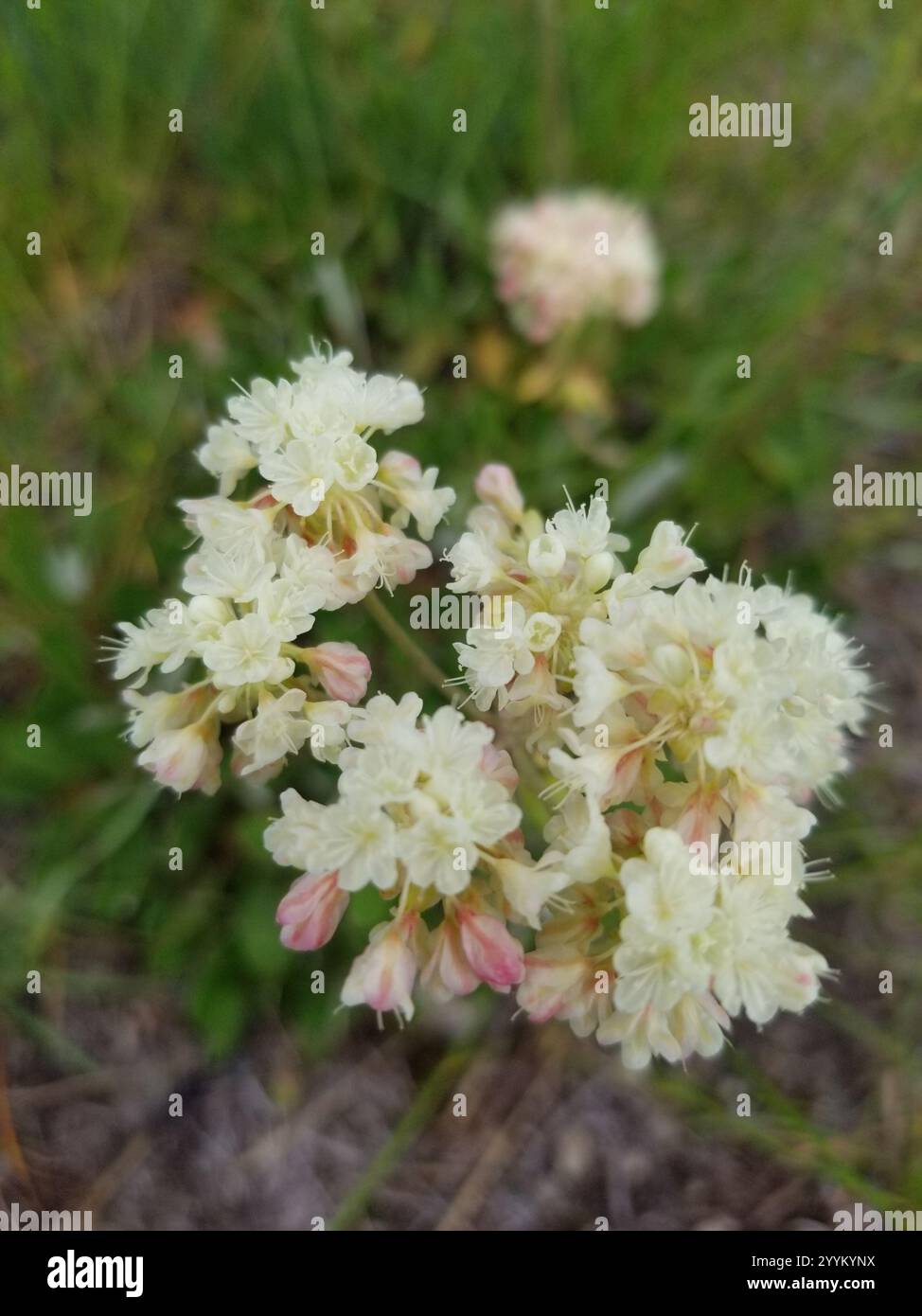 wild buckwheats (Eriogonum Stock Photo - Alamy