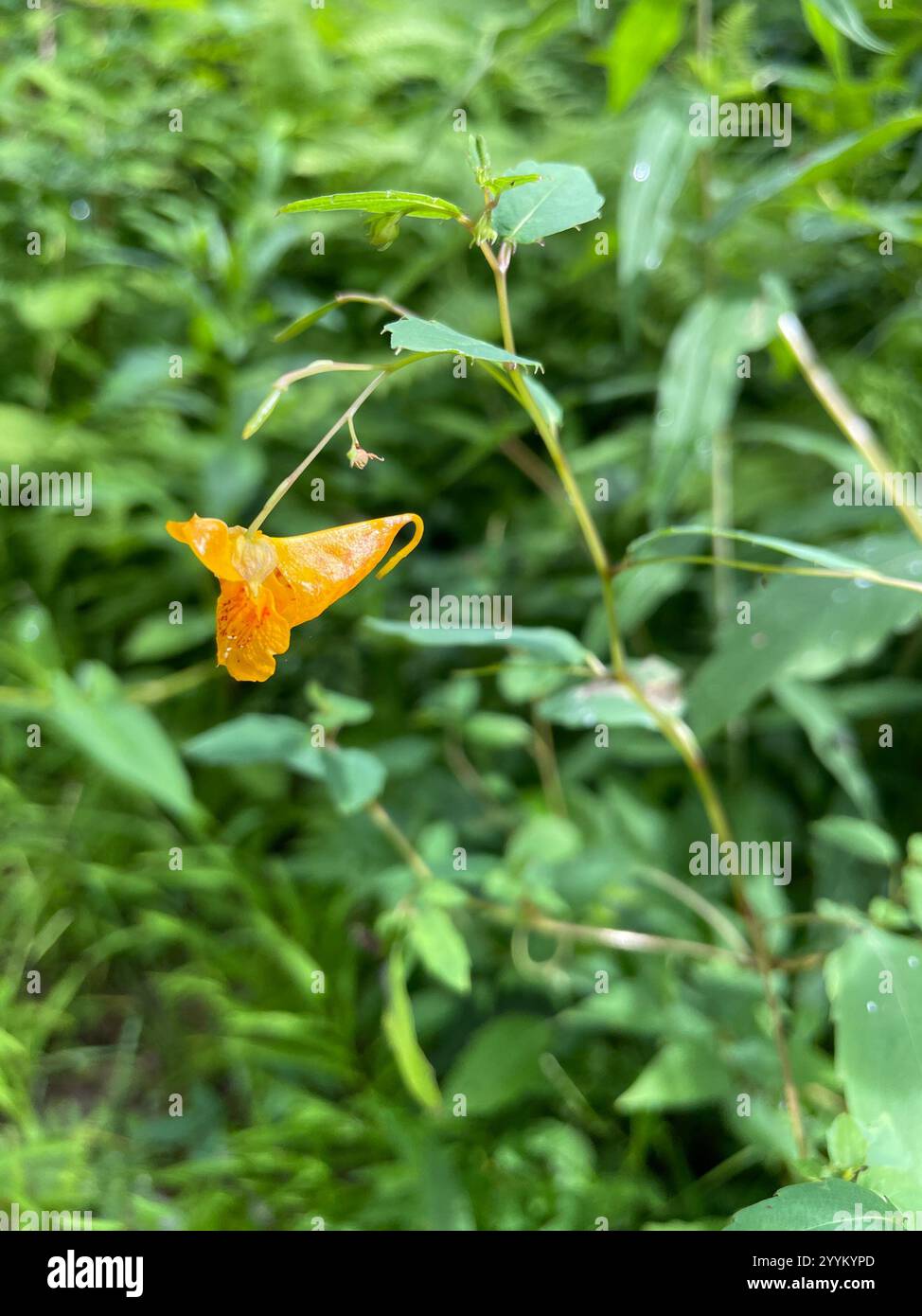 common jewelweed (Impatiens capensis Stock Photo - Alamy