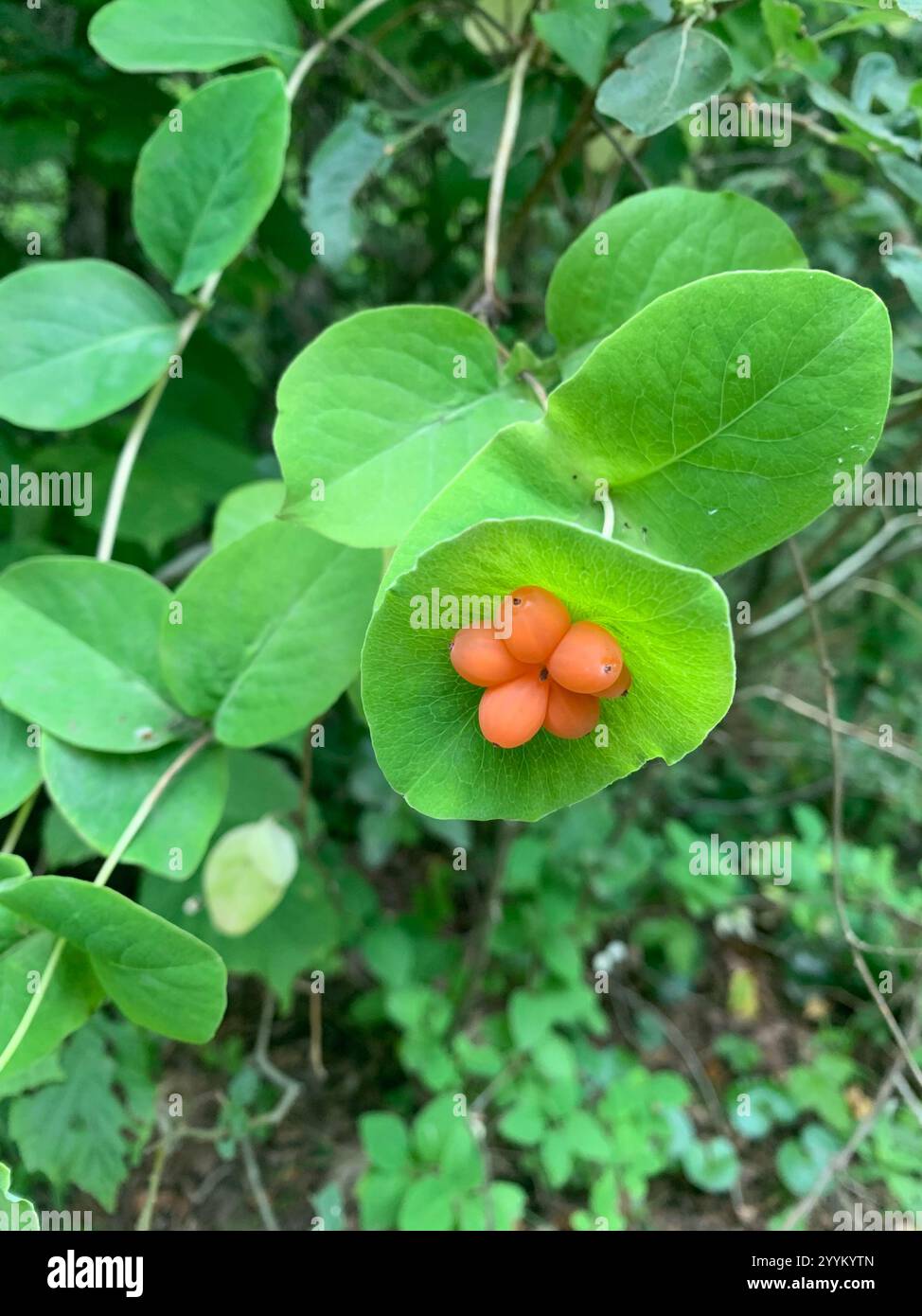 Perfoliate Honeysuckle (Lonicera caprifolium Stock Photo - Alamy