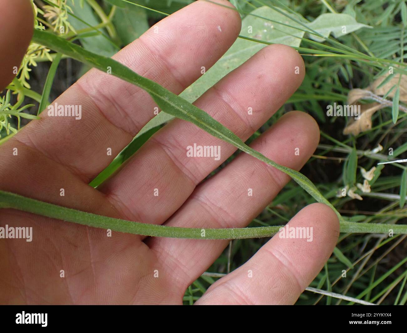 Slender Hawksbeard (Crepis atribarba Stock Photo - Alamy