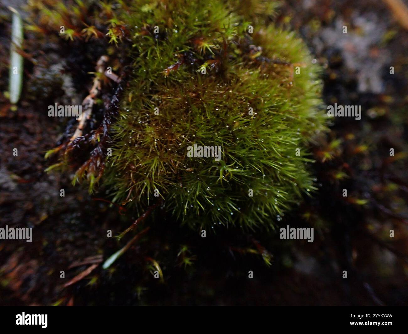 Sharp-leaved Blindia (Blindia acuta Stock Photo - Alamy