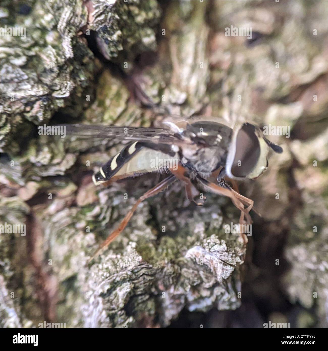 Large-tailed Aphideater (Eupeodes volucris Stock Photo - Alamy