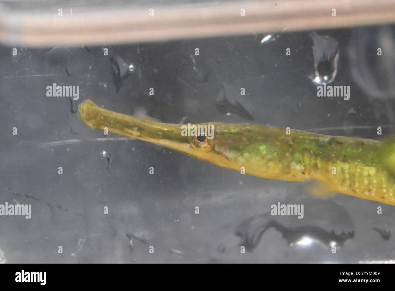 Californiensis hi-res stock photography and images - Alamy