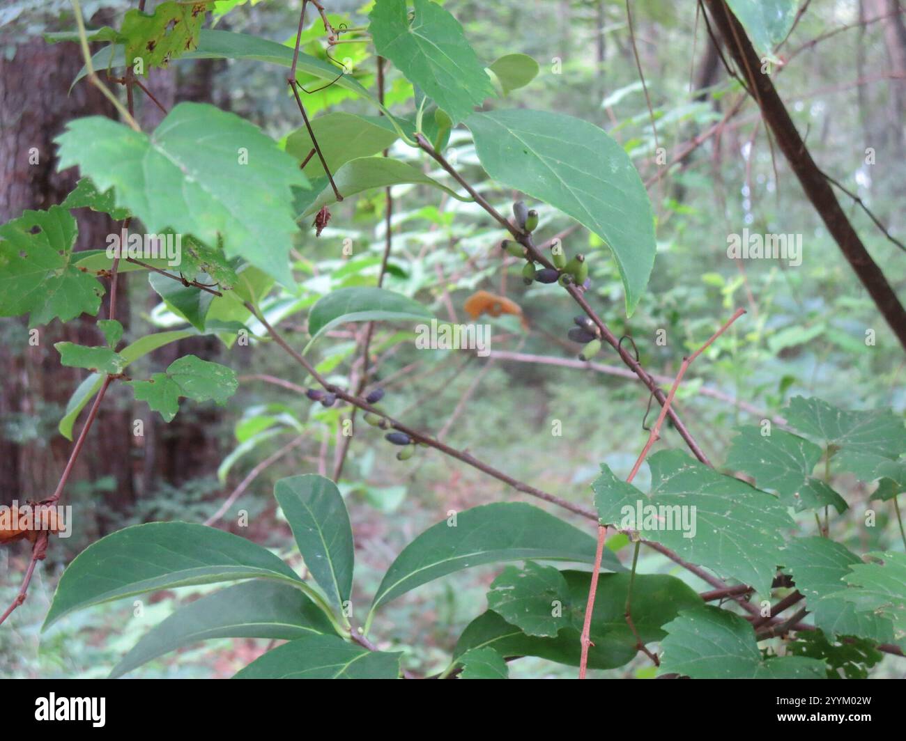Sweetleaf (Symplocos tinctoria Stock Photo - Alamy