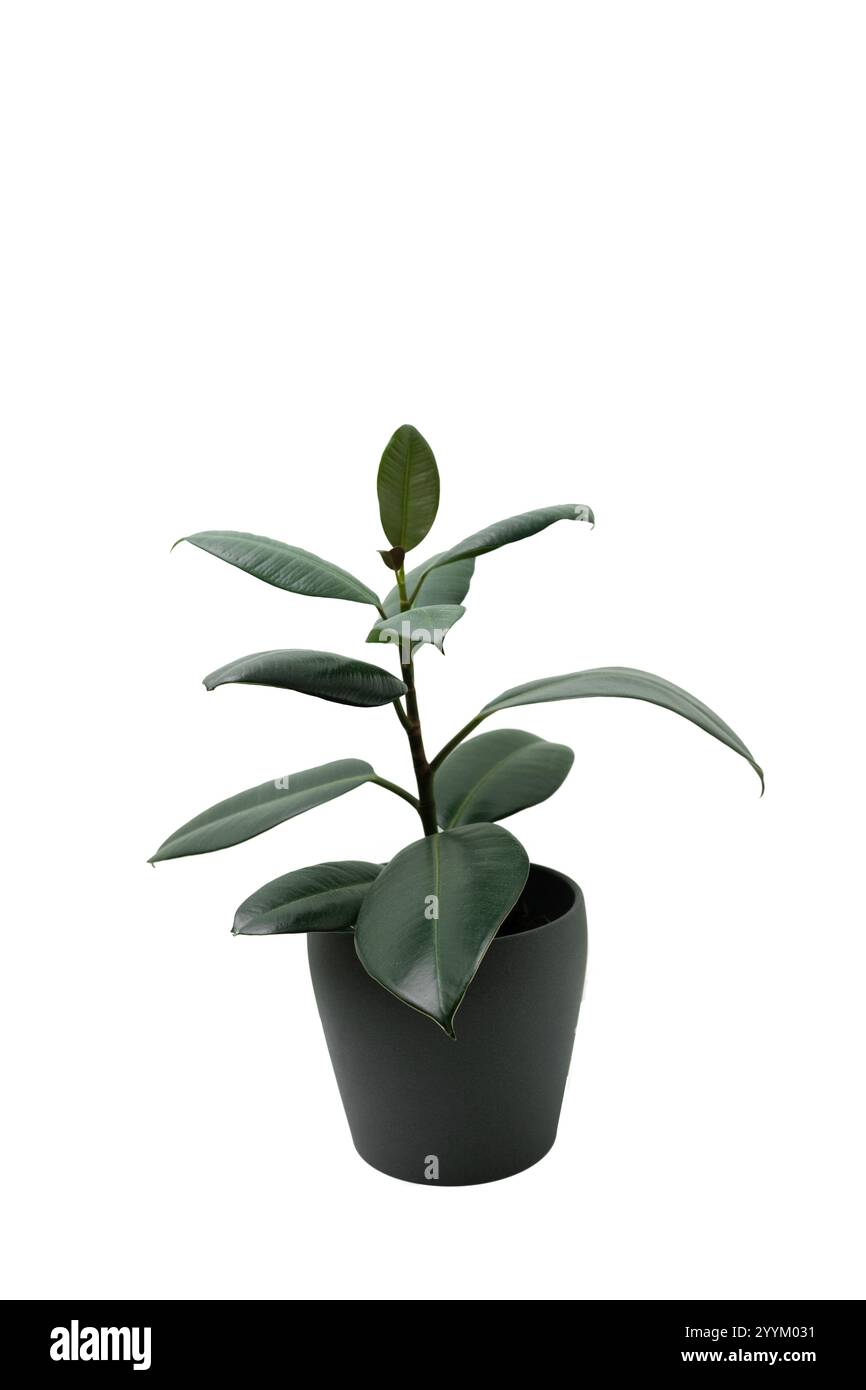 ficus with large leaves in a dark grey pot, isolated on transparent ...