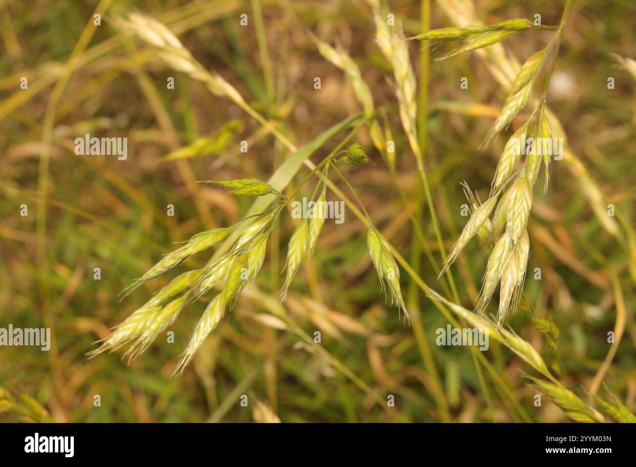 common soft brome (Bromus hordeaceus Stock Photo - Alamy