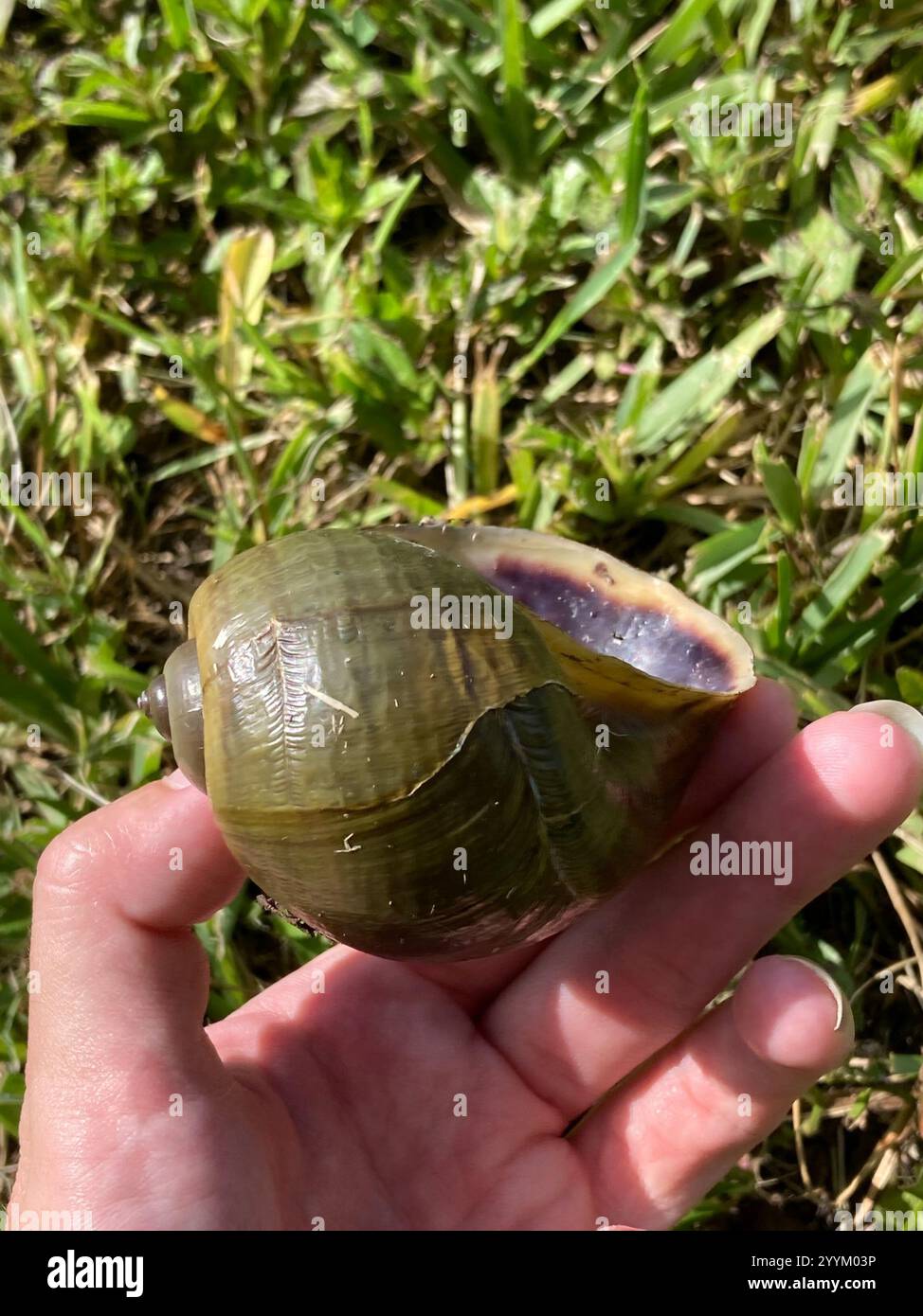 Common Apple Snails (Pomacea Stock Photo - Alamy