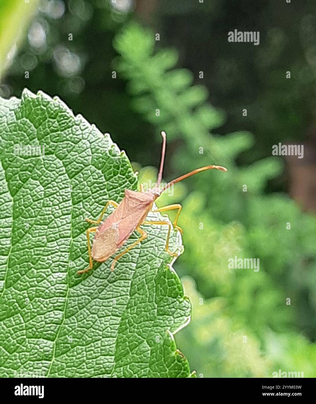 Box Bug (Gonocerus acuteangulatus Stock Photo - Alamy