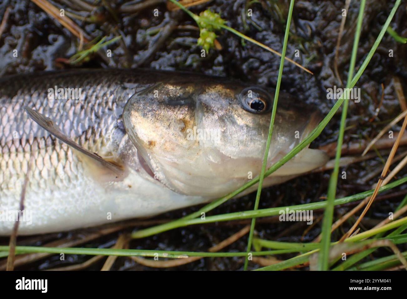 Creek Chub (Semotilus atromaculatus Stock Photo - Alamy