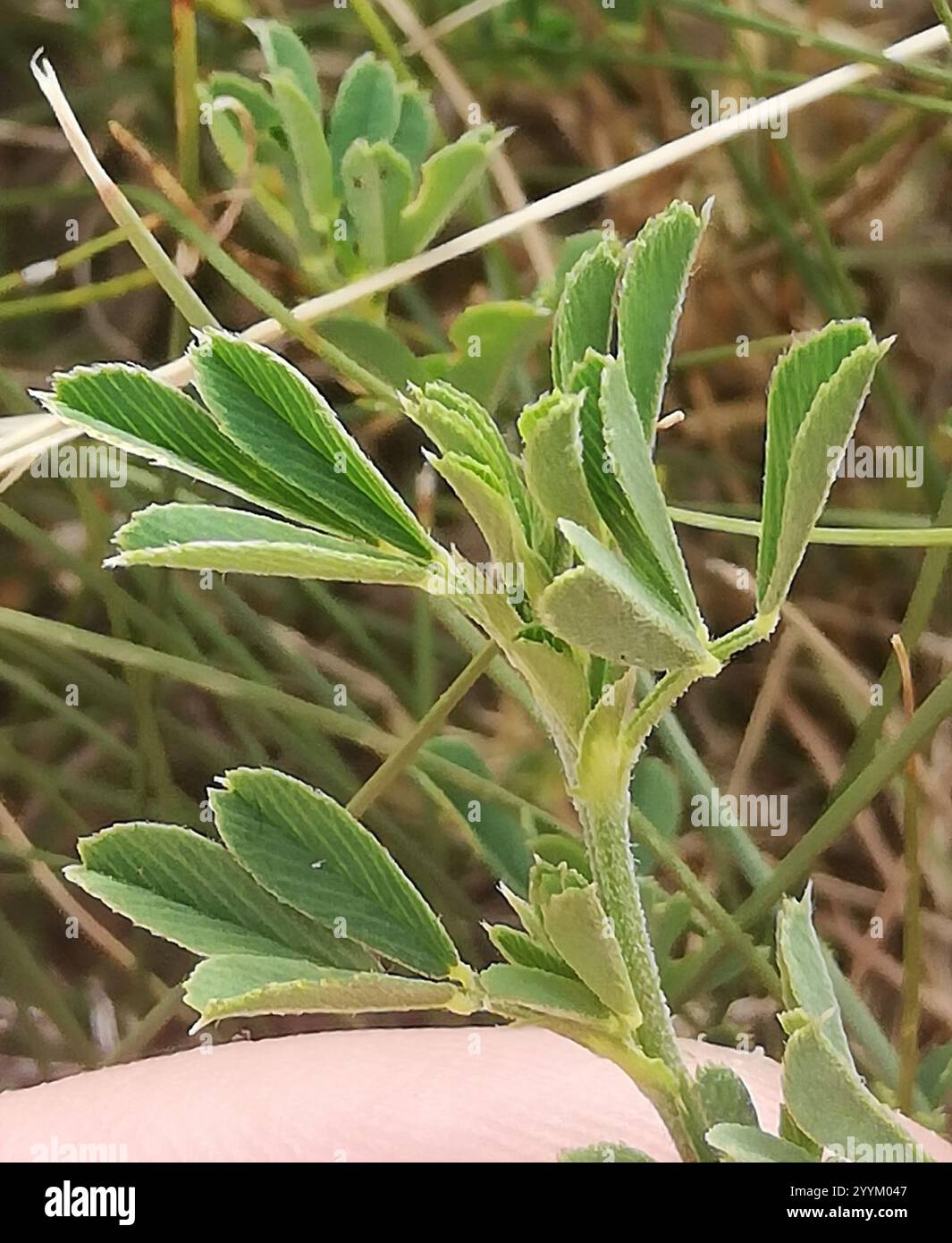sickle alfalfa (Medicago falcata Stock Photo - Alamy