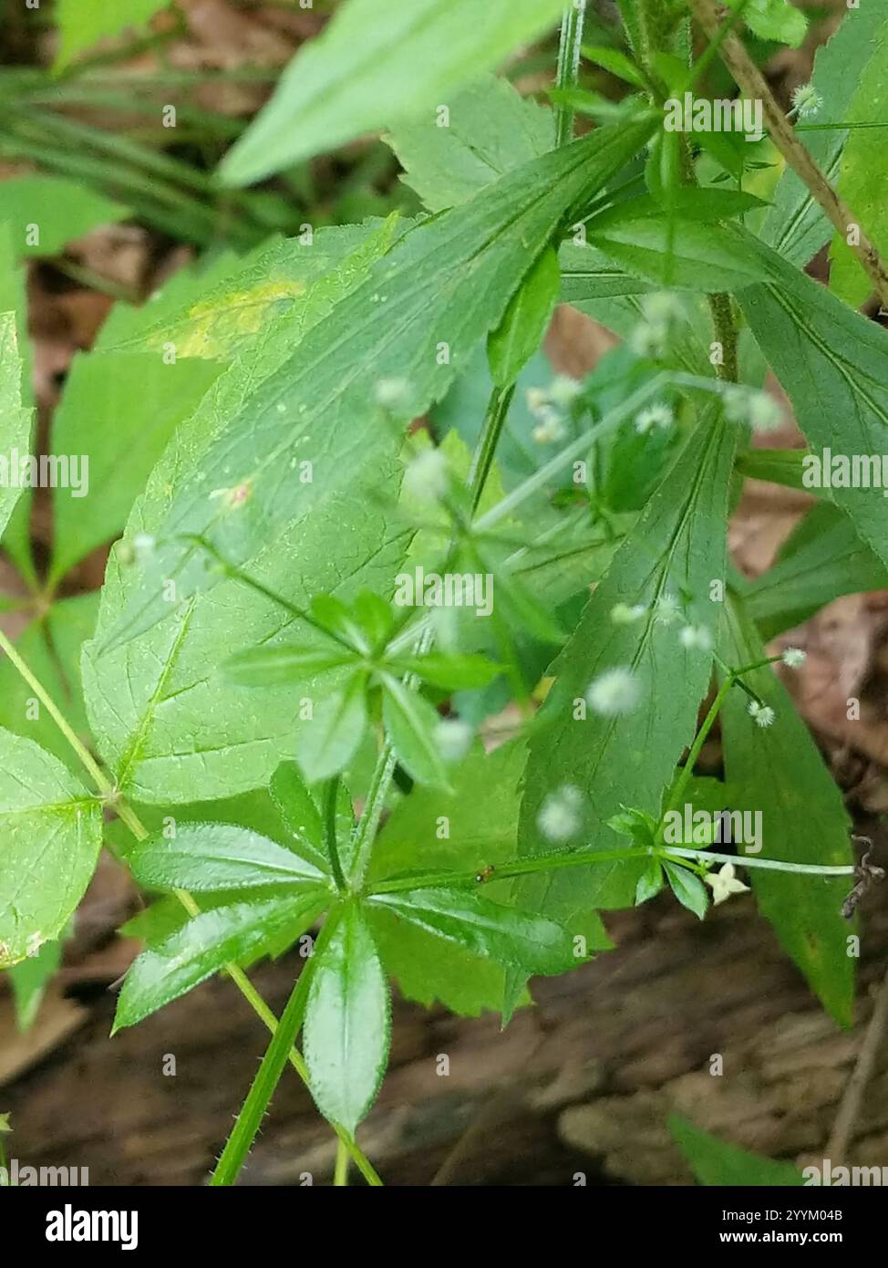 fragrant bedstraw (Galium triflorum Stock Photo - Alamy