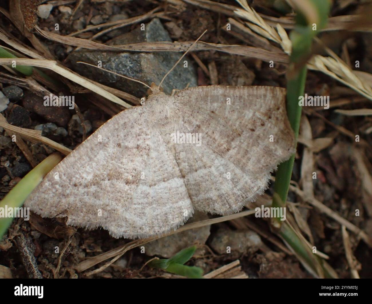 Pale Alder Moth (Tacparia detersata Stock Photo - Alamy