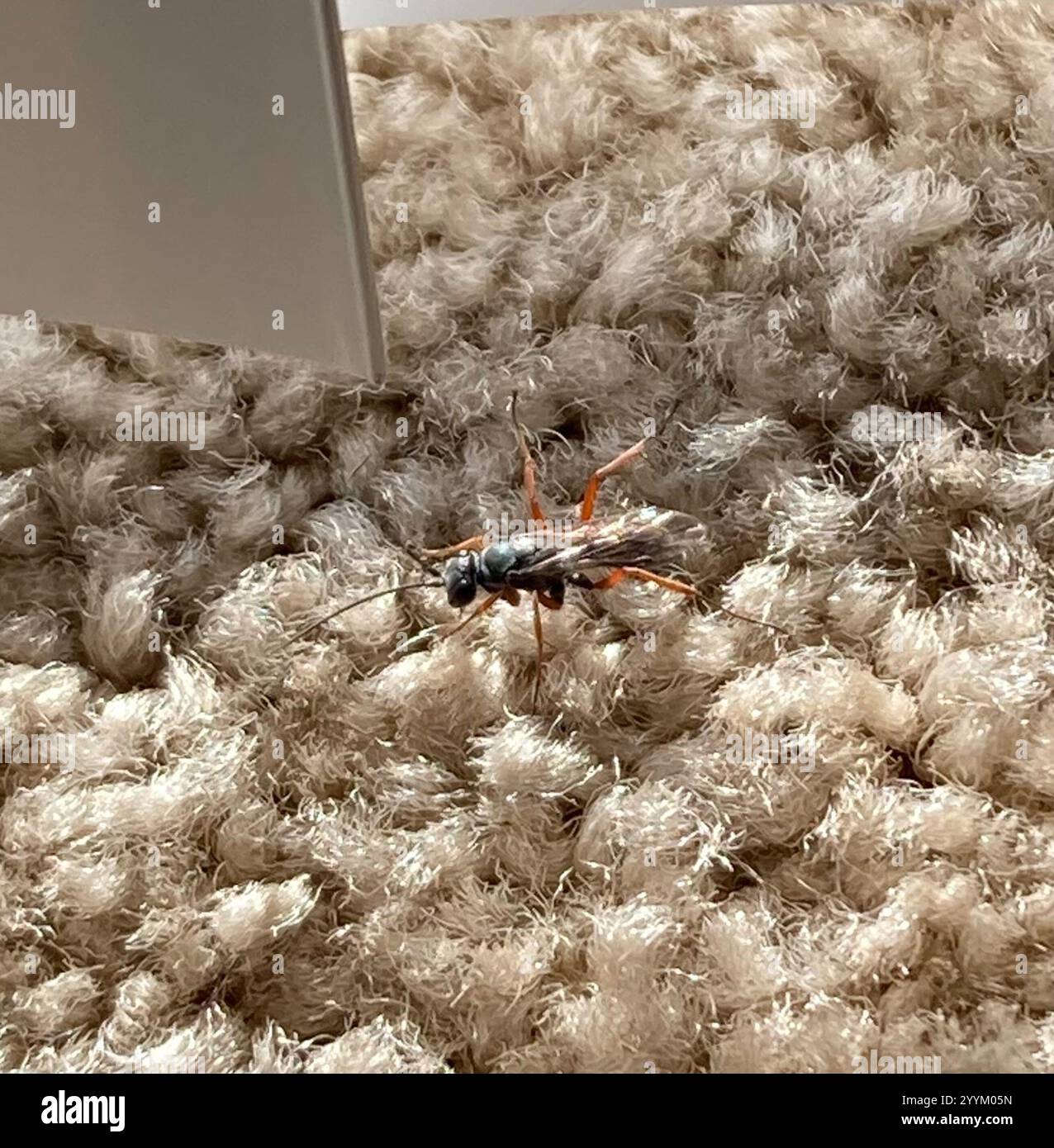 Red-legged Spider Wasp (Auplopus mellipes Stock Photo - Alamy