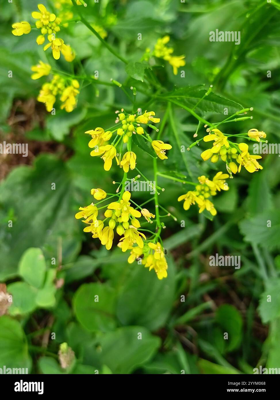 Creeping Yellowcress (Rorippa sylvestris Stock Photo - Alamy
